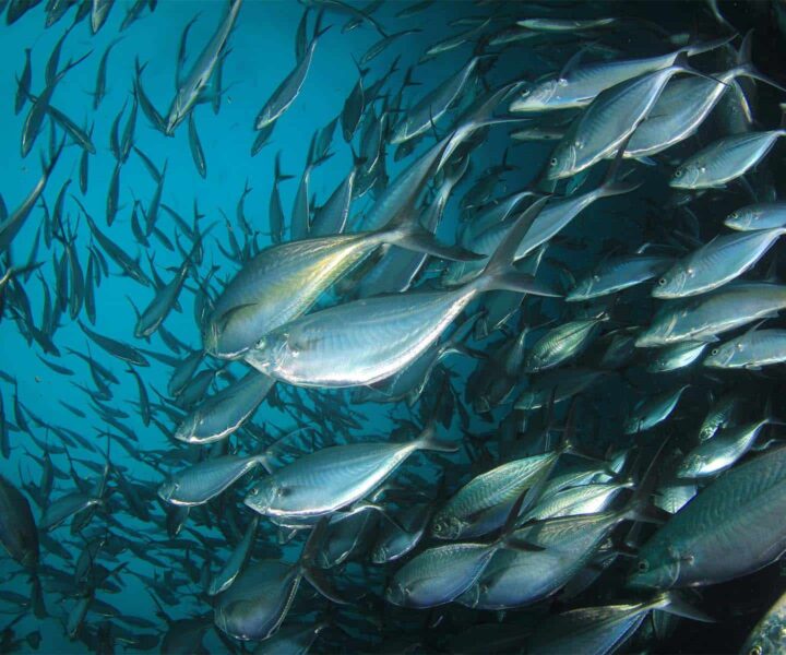 Tuna Fish Species: How They Measure Up