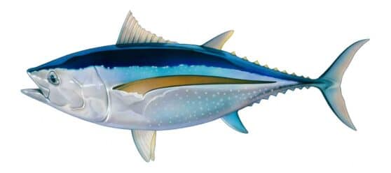 Tuna Fish Species: How They Measure Up