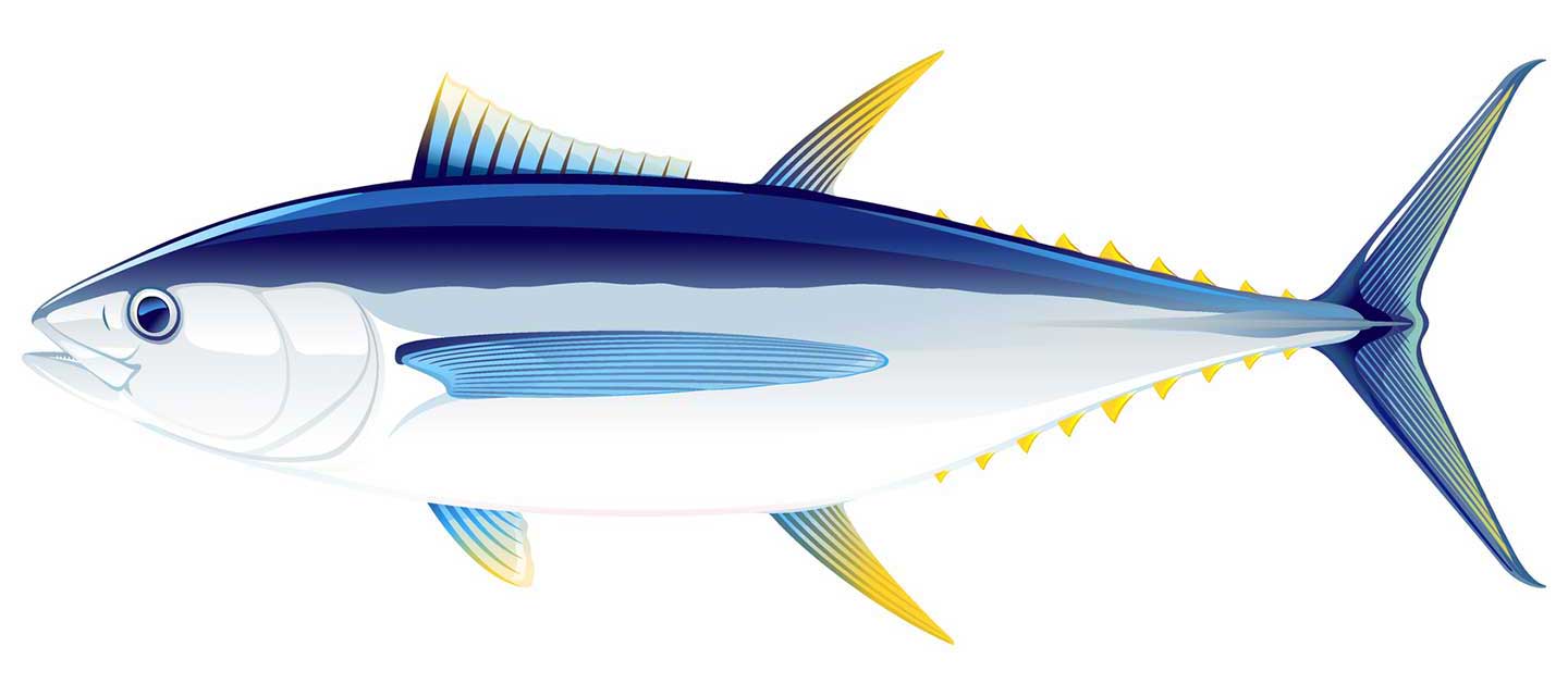 Types Of Tuna: Taste, Size, Nutrition