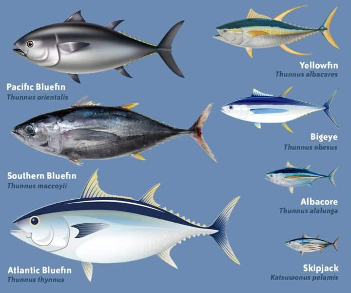 Types Of Tuna: Taste, Size, Nutrition