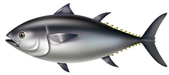 Types Of Tuna: Taste, Size, Nutrition
